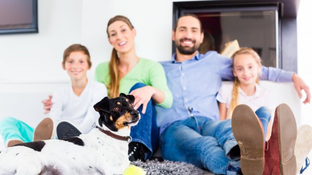 Returning to a Normal Schedule with Your Dog | Global Dog Company ...
